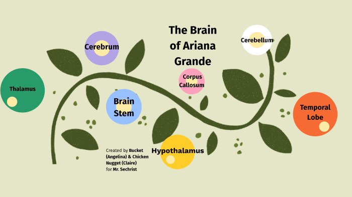 The Brain of Ariana Grande by Angelina Duschel on Prezi