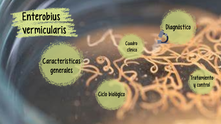Enterobius vermicularis by Paula Bernal Conesa on Prezi