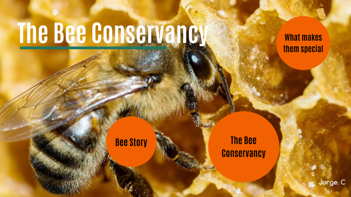 The Bee Conservancy by Jorge Cruz on Prezi