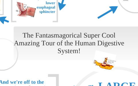 Travel Brochure of the Digestive System - Laura Stringham and Charmaine ...