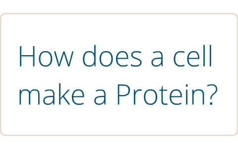 How does a Cell make a Protein? by Vincent Garcia on Prezi