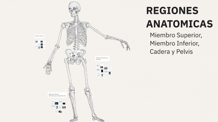 REGIONES ANATOMICAS by Elisa Rivas on Prezi