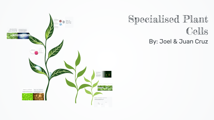 Specialized Plant Cells by juan porongo on Prezi