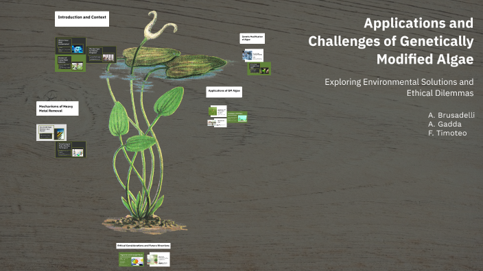 Applications and Challenges of Genetically Modified Algae by Frenky0200 ...