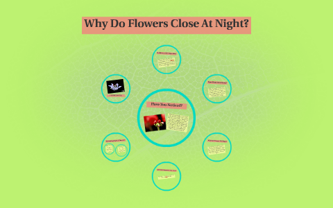 Why Do Flowers Close At Night? by Niharika Sharma on Prezi