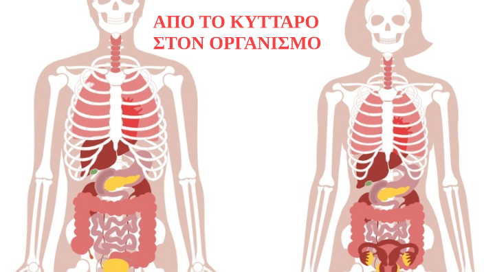 ΑΠΟ ΤΟ ΚΥΤΤΑΡΟ ΣΤΟΝ ΟΡΓΑΝΙΣΜΟ by Rozalia Perri on Prezi