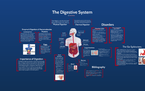 Human Body Project: The Digestive System by Amira Elbaz on Prezi