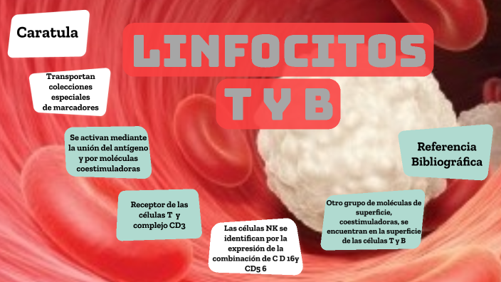 Linfocitos T y B by Esthefanny Timoteo on Prezi