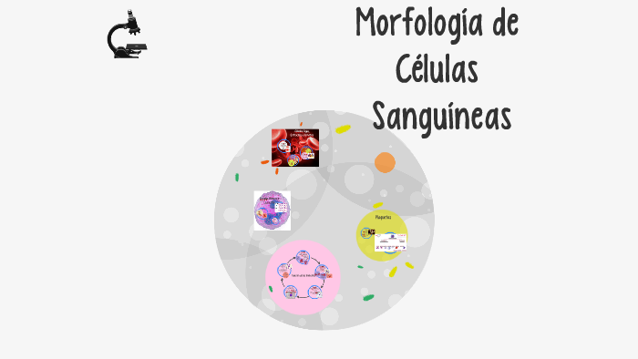 Morfologia de celulas sanguineas by sibel gonzalez on Prezi