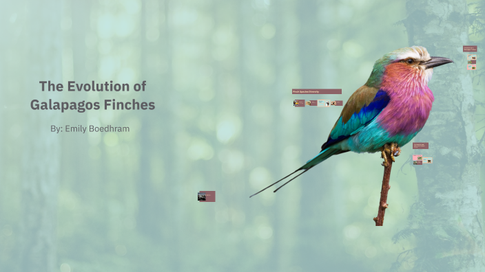 The Evolutionary Wonder of Galapagos Finches by Emily Boedhram on Prezi