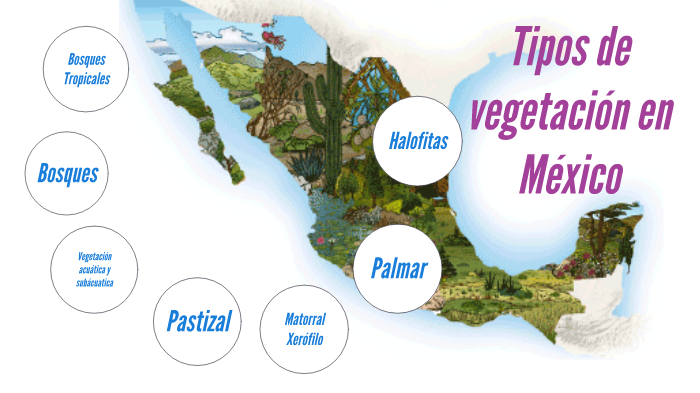 Tipos de vegetación en México by Yaneli Popoca on Prezi
