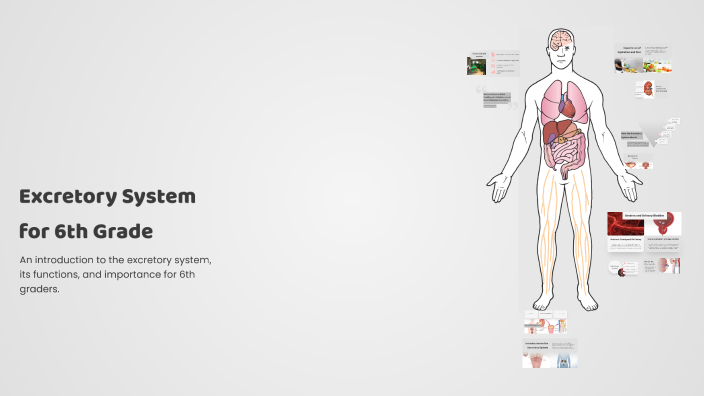 Excretory System for 6th Grade by Genti Ameti on Prezi