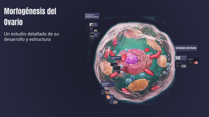 Morfogénesis del Ovario by Ximena Salgado on Prezi