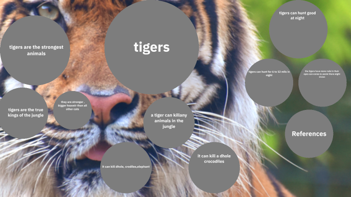 Tigers are the strongest cats by Landon Lockhart on Prezi