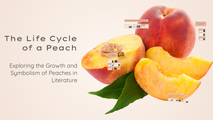 The Life Cycle of a Peach by Natalie Michael on Prezi
