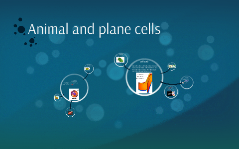 Aminal and plane cells by bob slick on Prezi