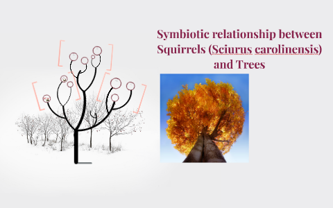 Symbiotic relationship between squirrels and trees by kia james on Prezi
