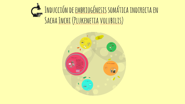 Inducción de embriogénesis somática indirecta en Sacha Inchi by Andrea ...