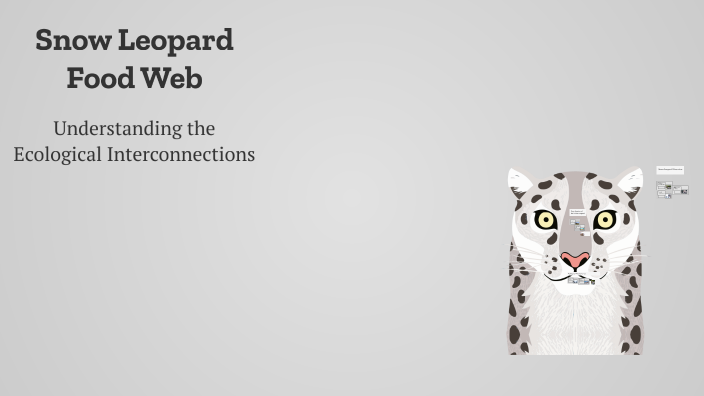 Snow Leopard Food Web by Nathaniel Neto on Prezi