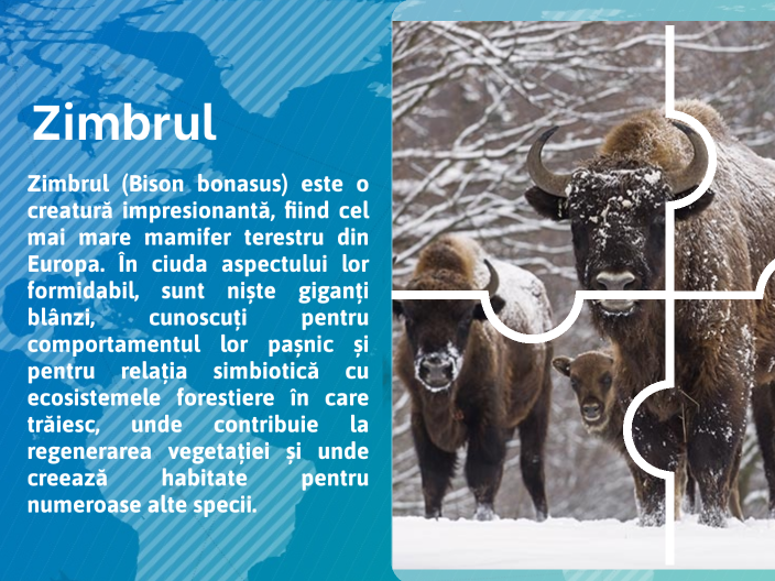 rezervatiile de zibri din romania by Maria T on Prezi