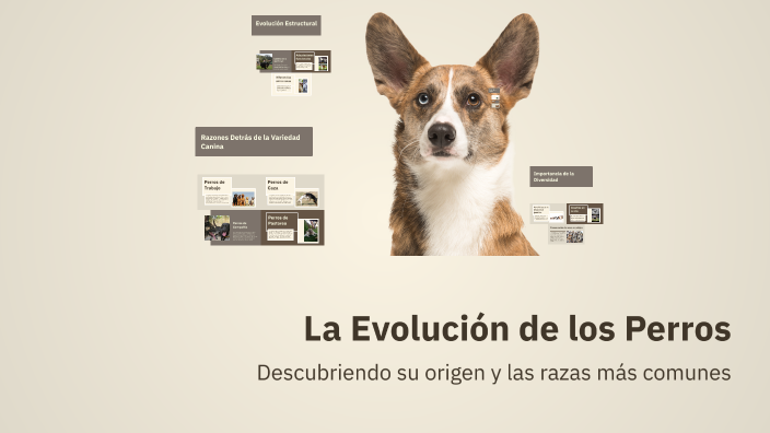 La Evolución de los Perros by Jorge Garcés Morandé on Prezi