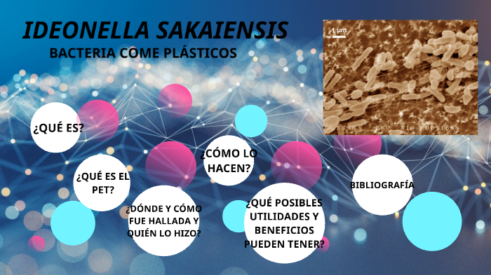 IDEONELLA SAKAIENSIS by Adrián Sedanillo on Prezi