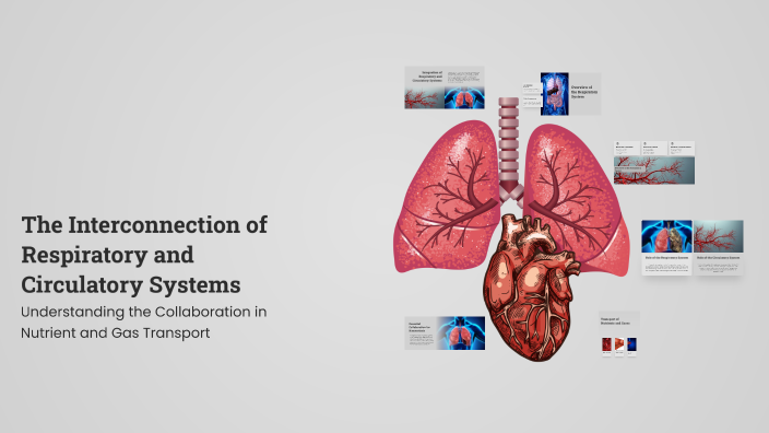 The Interconnection of Respiratory and Circulatory Systems by Sarah ...
