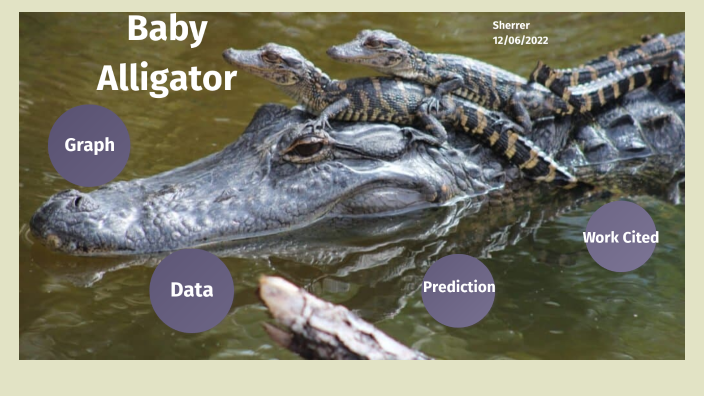 alligator by brandon sherrer on Prezi