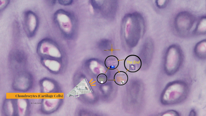 Chondrocytes (Cartilage Cells) by Luke Fields on Prezi