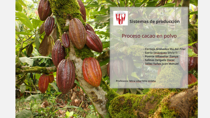 Proceso cacao en polvo by María del Pilar Granados on Prezi
