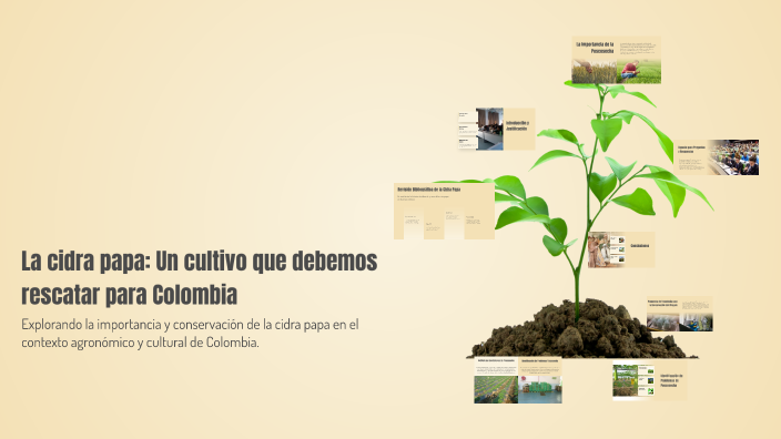 La cidra papa: Un cultivo que debemos rescatar para Colombia by Francy ...