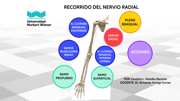 RECORRIDO DEL NERVIO RADIAL by Caroline Leslie Paredes Ramirez on Prezi
