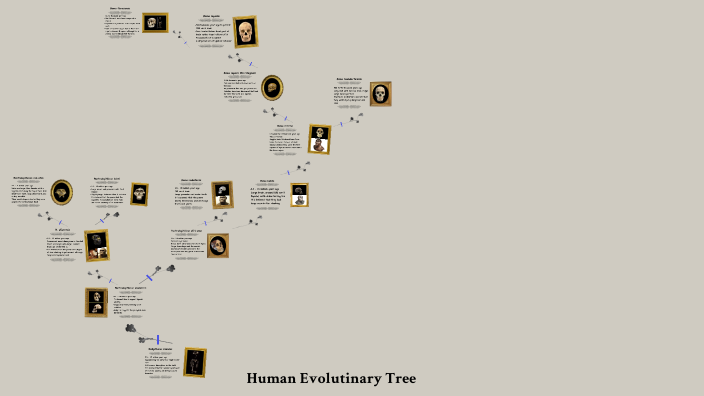 Human Evolutionary Tree by Hannah Wilson on Prezi