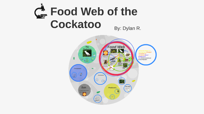 FOOD WEB PROJECT!Y.AY XD :) :D by Katie Rucinski on Prezi