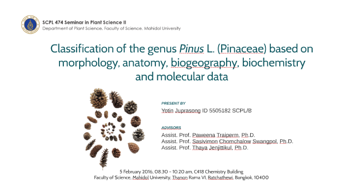Classification of the genus Pinus L. (Pinaceae) based on morphology ...