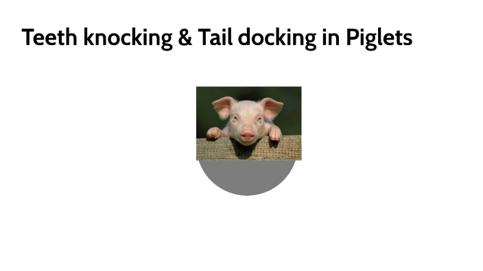 Early life of Piglets and what happens to them by Bryton Crabtree on Prezi