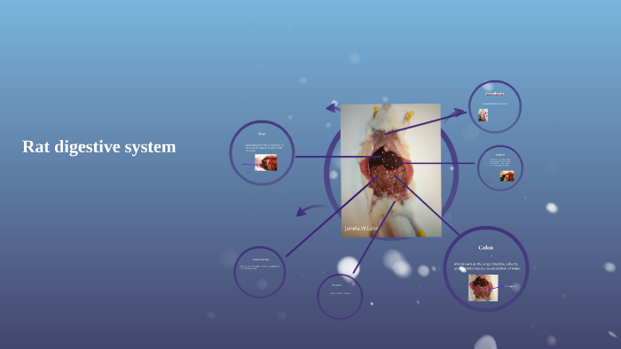 Rat digestive system by Alena J on Prezi