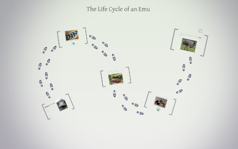 Lifecycle of an Emu by Tracy Williams on Prezi