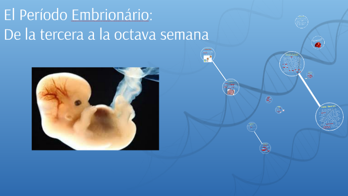 El Período Embrionário: De la tercera a la octava semana by Nathalia Leite on Prezi