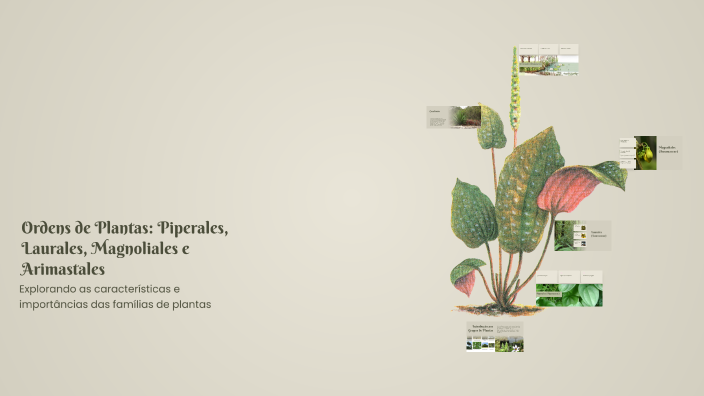Ordens de Plantas: Piperales, Laurales, Magnoliales e Arimastales by ...