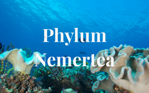 Phylum Nemertea by Bryce Ligaya on Prezi
