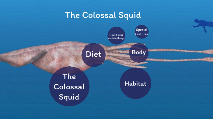 Twilight Zone Colossal Squid Research by BRANDON PALACIO on Prezi