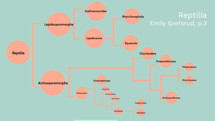 cladogram reptilia by emily grefsrud on Prezi