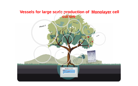 Monolayer cell culture by Leonie Fernandes on Prezi