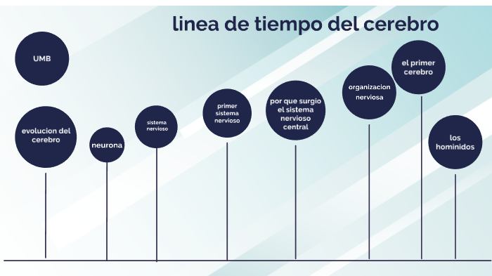 evolucion del cerebro by jhon lopez on Prezi