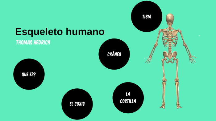 El esqueleto humano by Thomas MOMO on Prezi