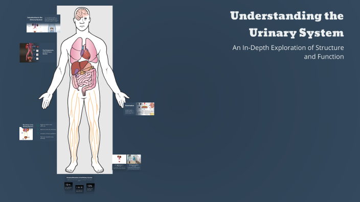 Understanding the Urinary System by Addie Craig on Prezi