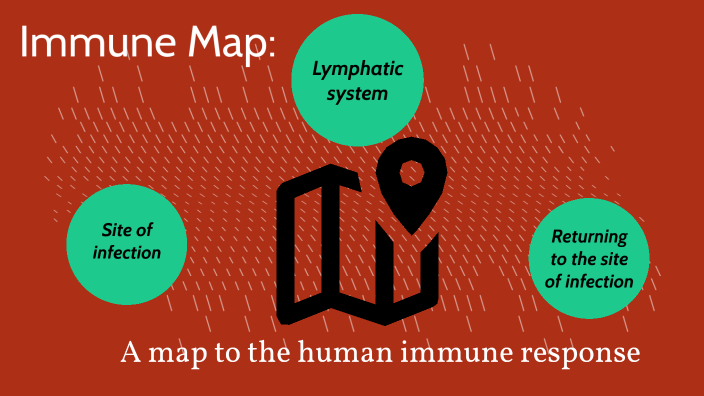Immune Map by Fer Juarez Duran on Prezi