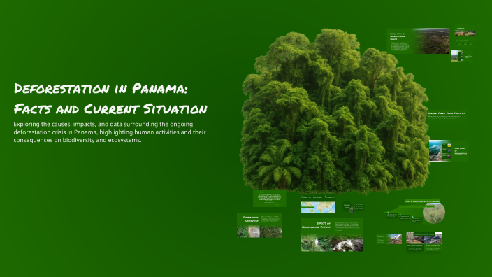 Deforestation in Panama: Facts and Current Situation by Cristofer ...