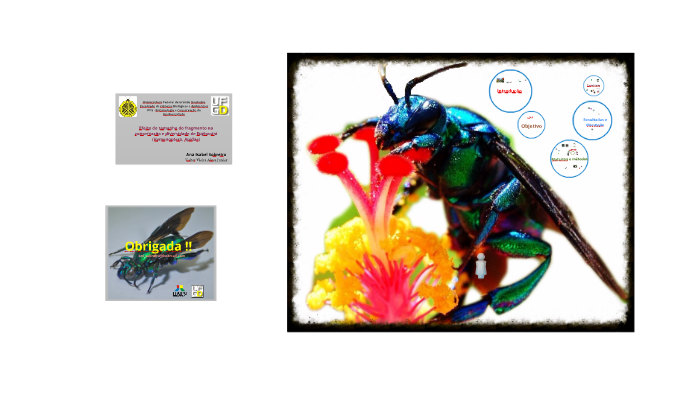 Disciplina Rhainer by Ana Isabel Sobreiro on Prezi